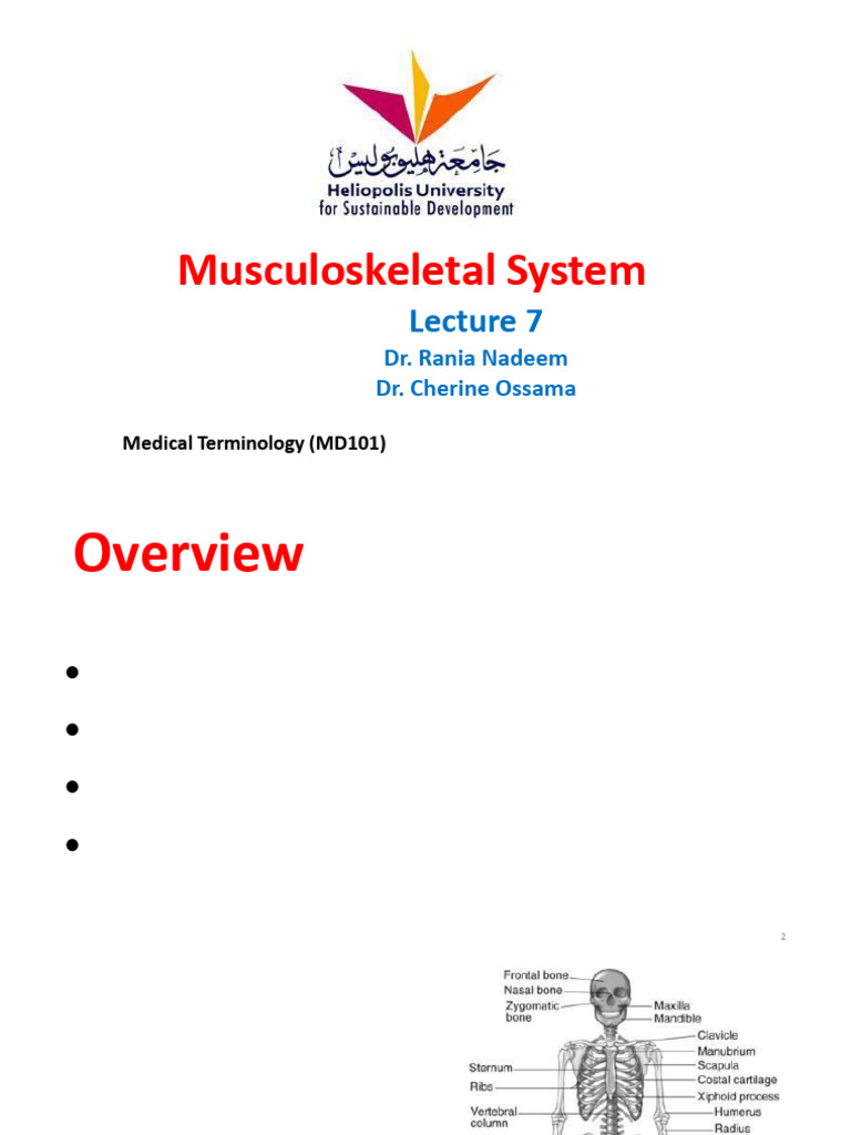 Musculoskeletal System Overview and Terminology | PDF | Joint | Human ...