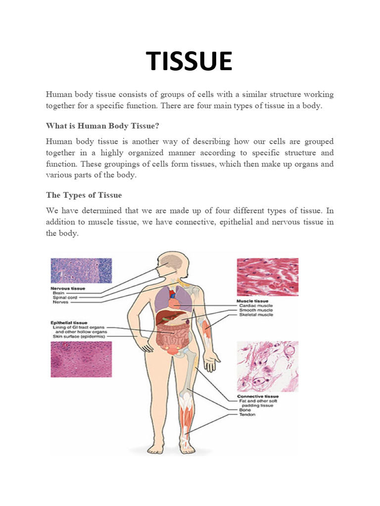 Tissue | PDF | Tissue (Biology) | Epithelium