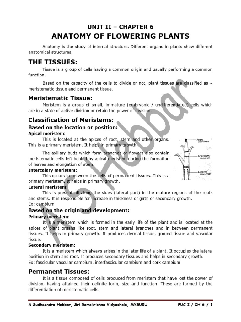 Anatomy of Flowering Plants Explained | PDF | Tissue (Biology) | Leaf