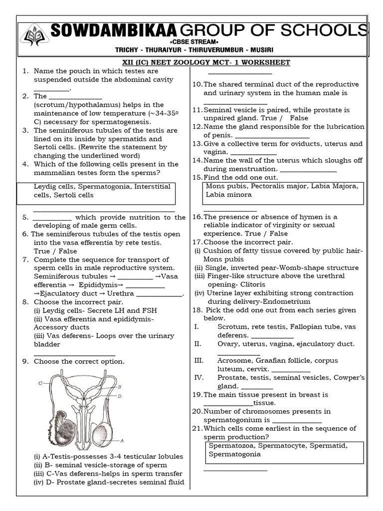 Gr-Xii (Inc) - Neet Zoology Worksheet | PDF | Menstrual Cycle | Testicle