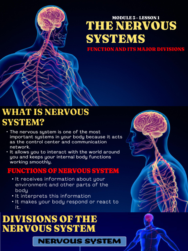 Overview of Nervous System Functions | PDF | Nervous System | Autonomic ...