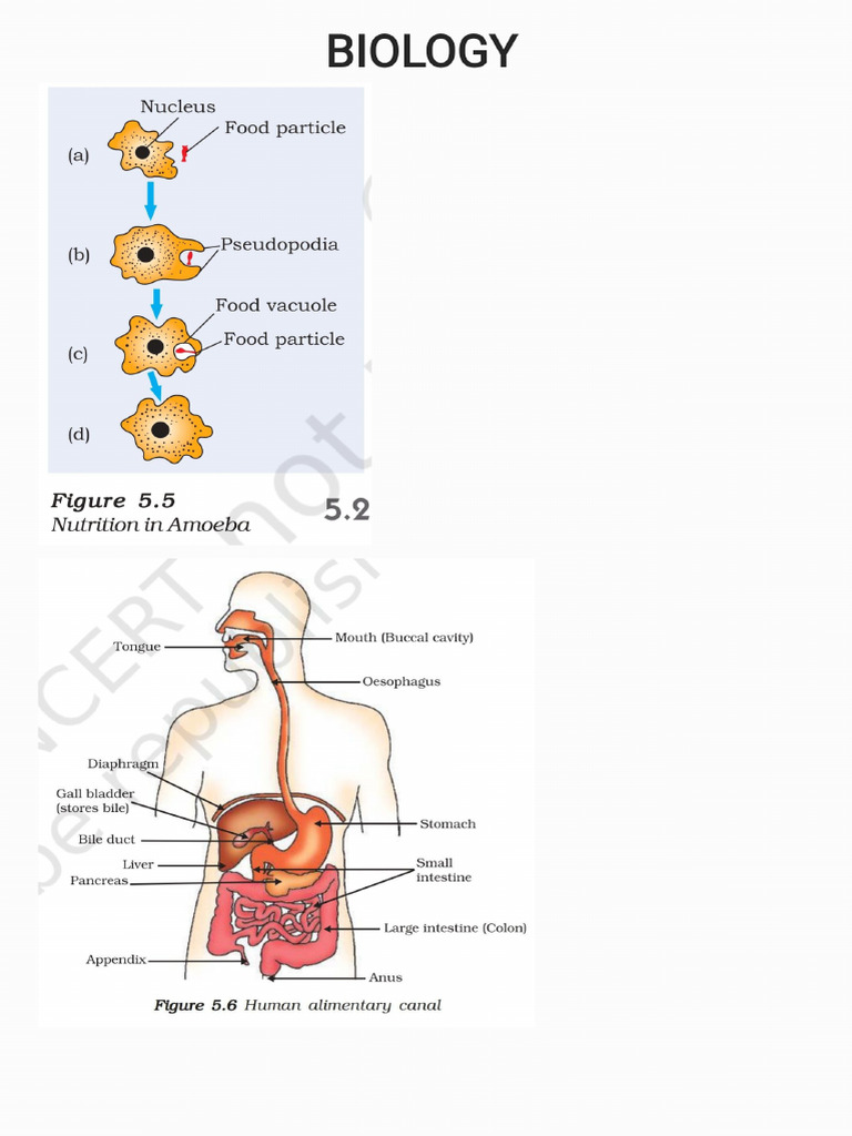 Ncert Diagrams and Figures Science Class-X | PDF