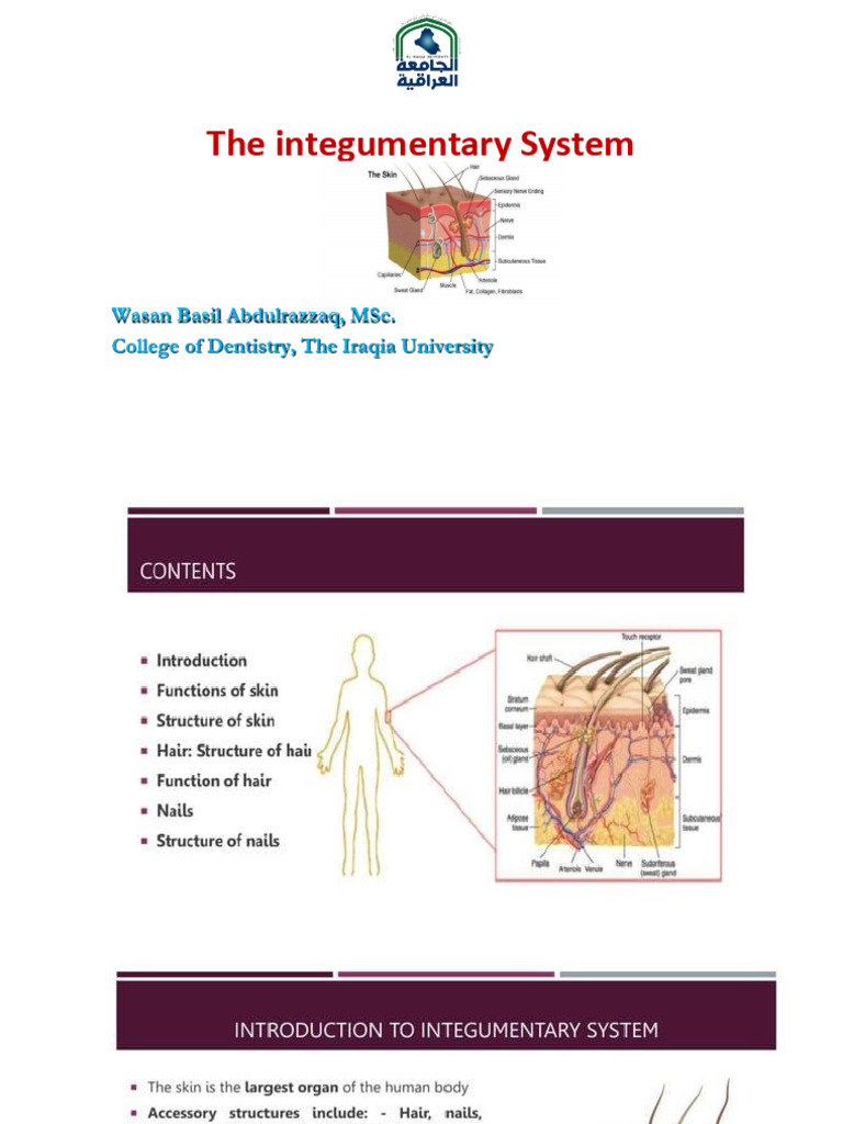 The Integumentary System. 1st Year Class | PDF