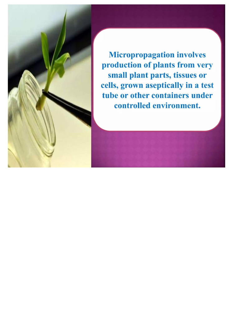 Micro Propogation 25 | PDF