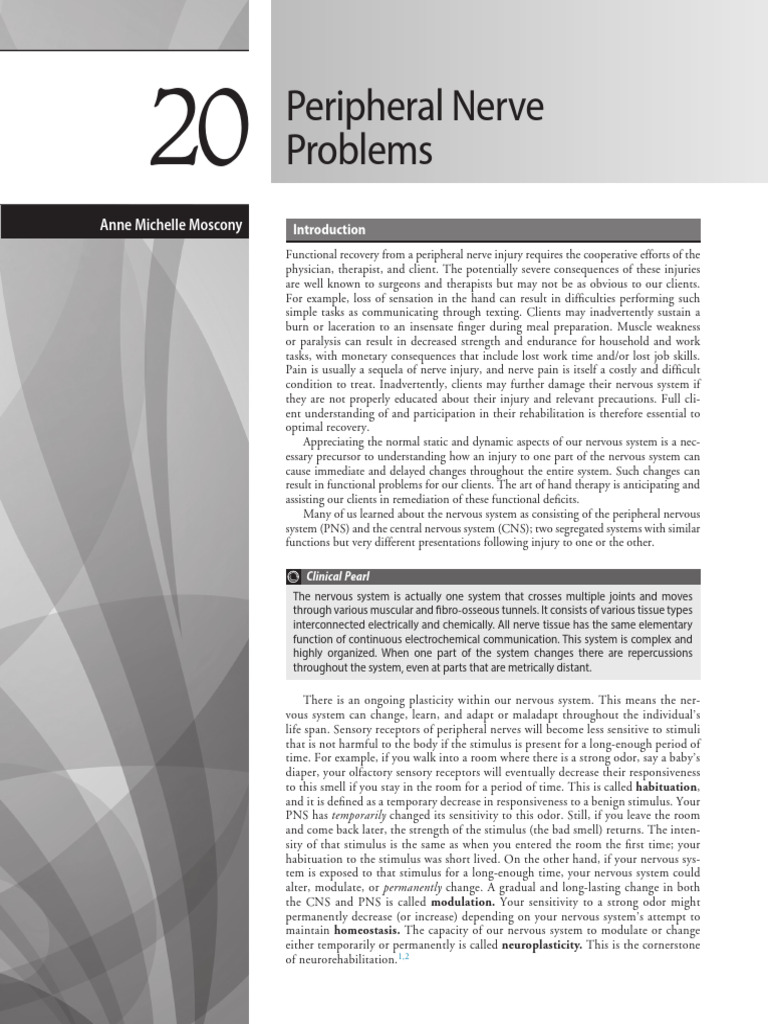 Understanding Peripheral Nerve Recovery | PDF | Nerve | Axon