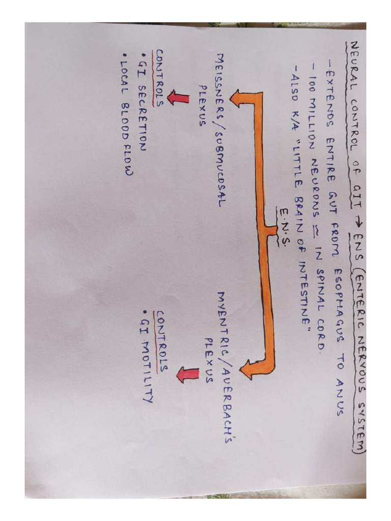 Enteric Nervous System | PDF