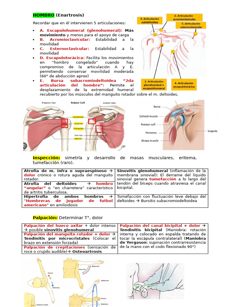 Anatomía y Evaluación del Hombro | PDF | Hombro | Articulaciones