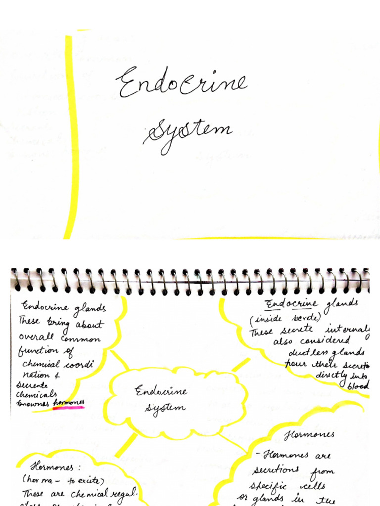 Endocrine Systems | PDF