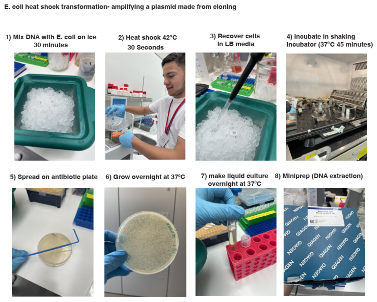 Ecoli Protocol | PDF