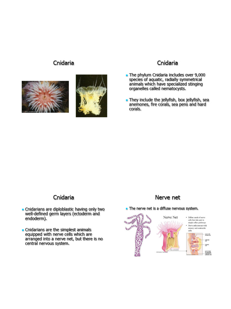 Invertebrate Chap 6 Cnidarians | PDF | Coral | Venomous Animals