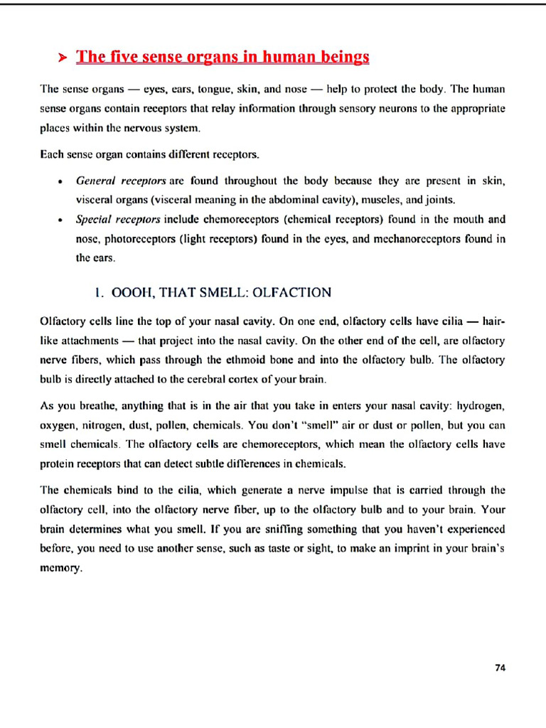 Psychology—Senses | PDF