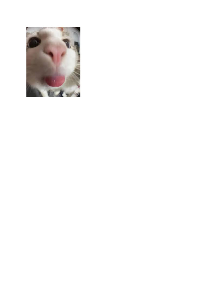 Bleh Cat | PDF
