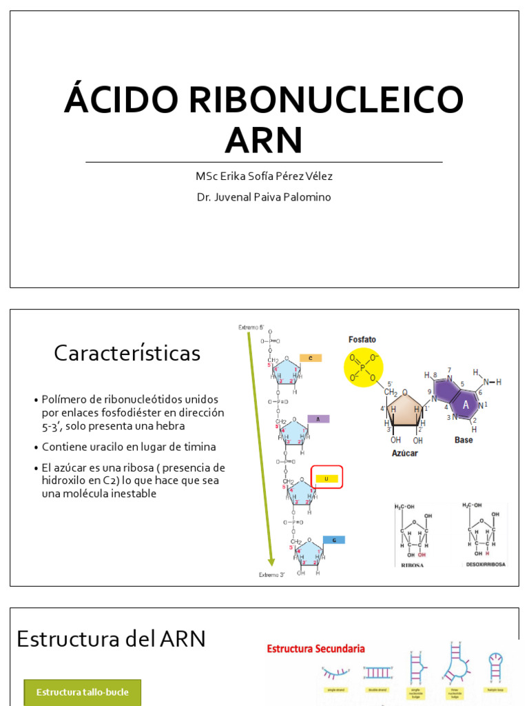 Clase 12 ácido Ribonucleico Arn Pdf Rna Messenger Rna