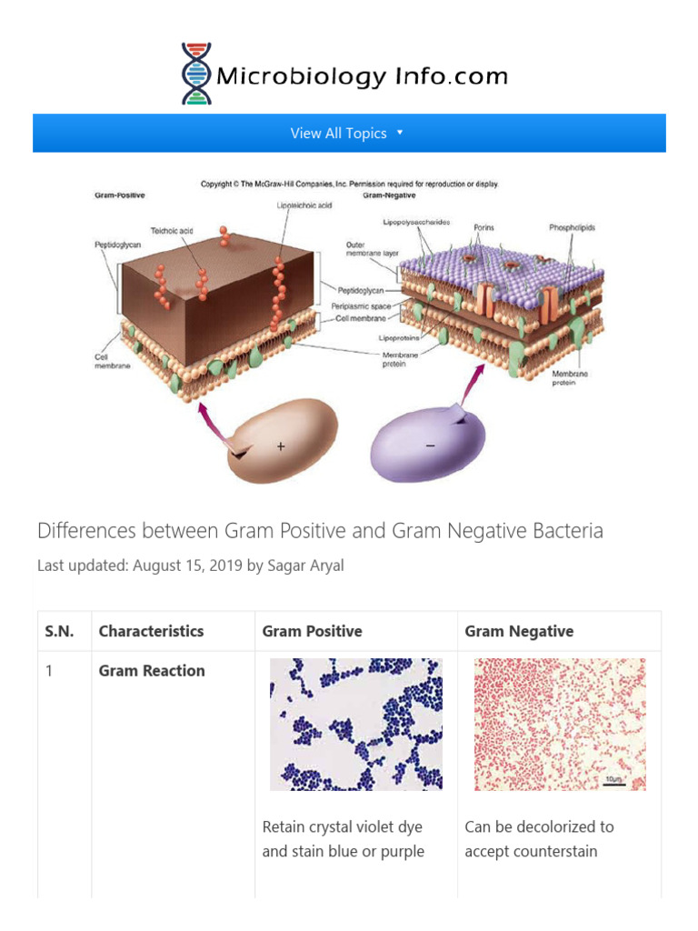Differences Between Gram Positive and Gram Negative Bacteria | PDF ...