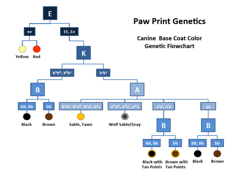 Coat Color Flowchart | PDF