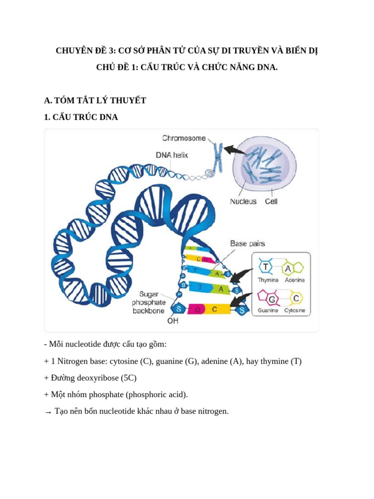 T NG Quan DNA Và Gen | PDF