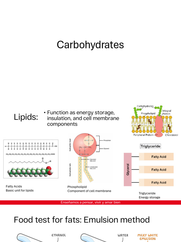 Carbohydrates | PDF