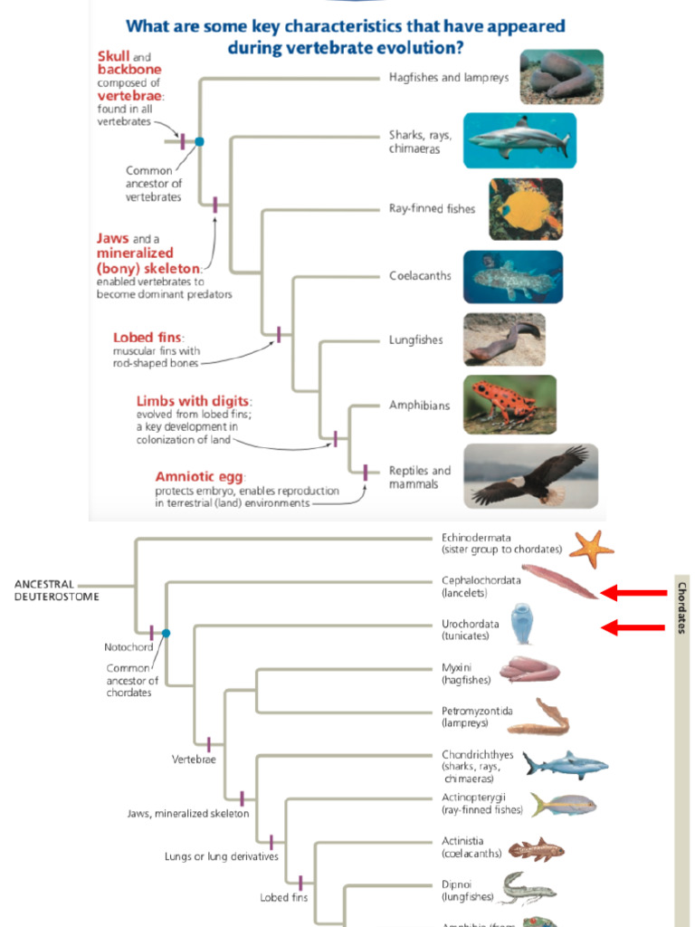Clasificación y características de vertebrados | PDF | Reptil | Vertebrados