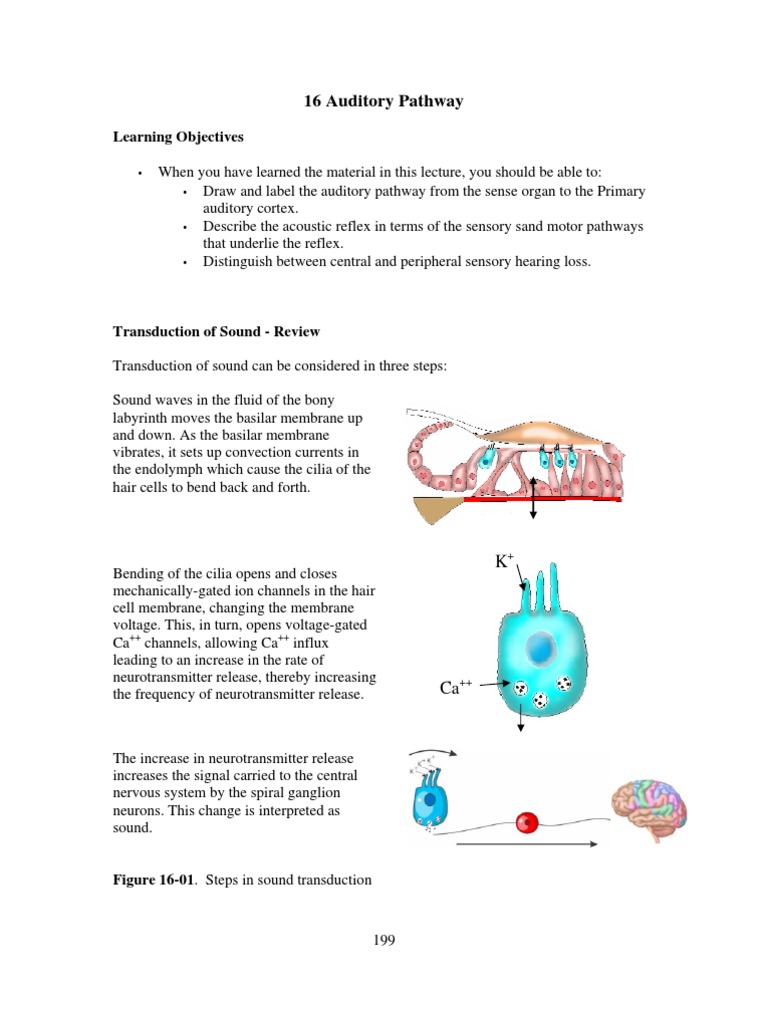 16 Auditory Pathway | PDF | Auditory System | Nervous System