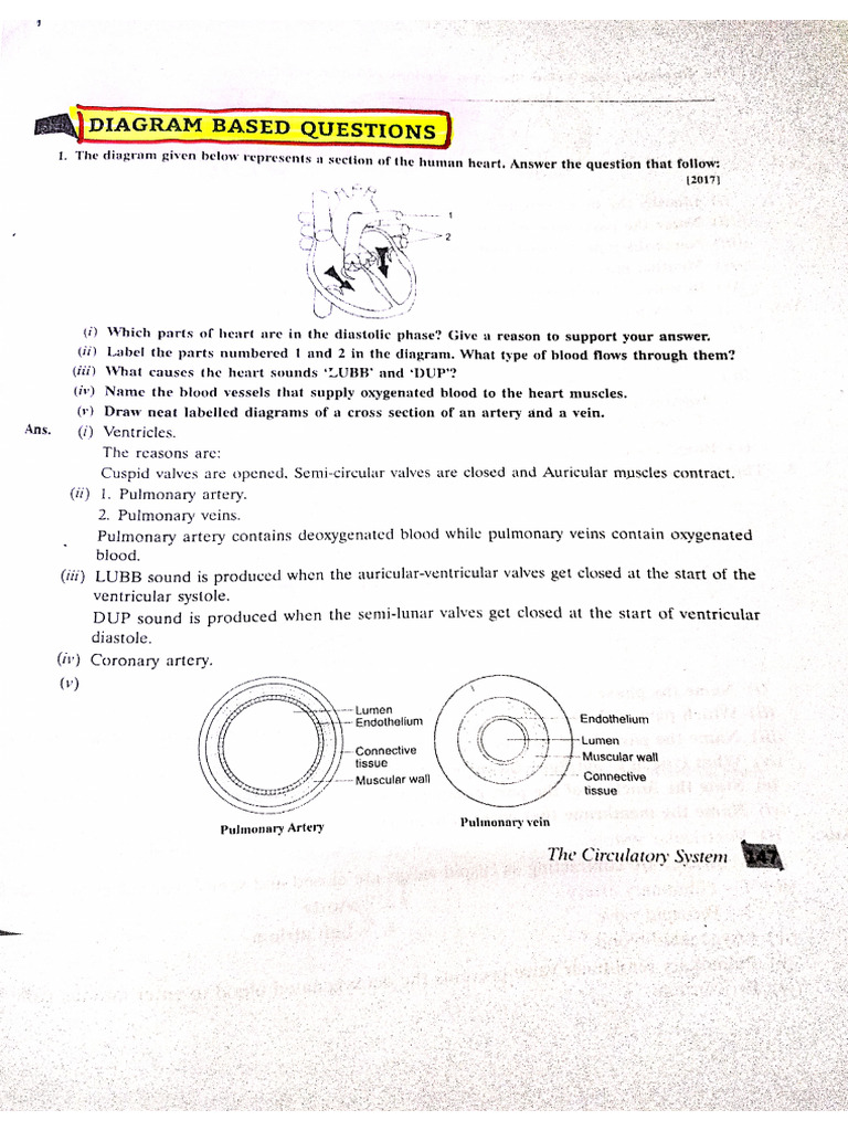 BIO 10 STD Diagram Based Q&A | PDF