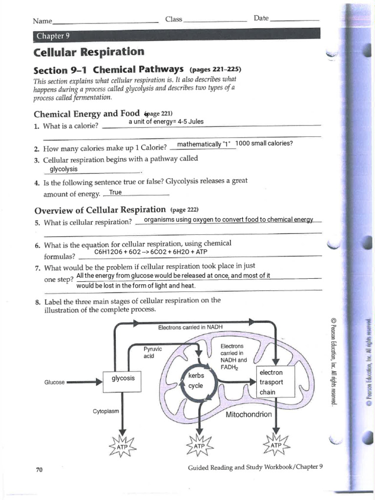 Cellular Respiration Overview and Processes | PDF | Cellular ...