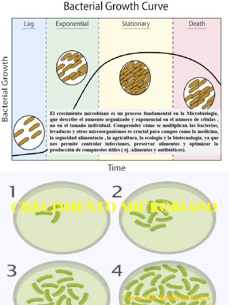 CRECIMIENTO OCUBRE 14.pptx eeeeeeeeeeeeeeeeeeeeeeeeeeee | PDF | Las ...