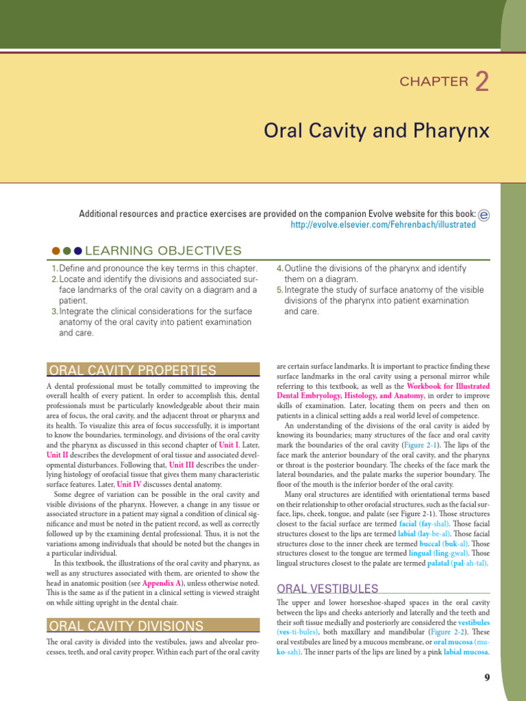 Oral Cavity and Pharynx | PDF | Human Tooth | Tongue