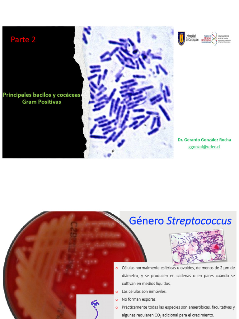 2025 Bacterias+Gram+%5B%2B%5D+Parte+2+TECMED | PDF | Estreptococo ...