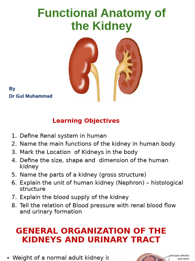Functional and Structural Anatomy of The Kidney | PDF | Kidney | Organ ...