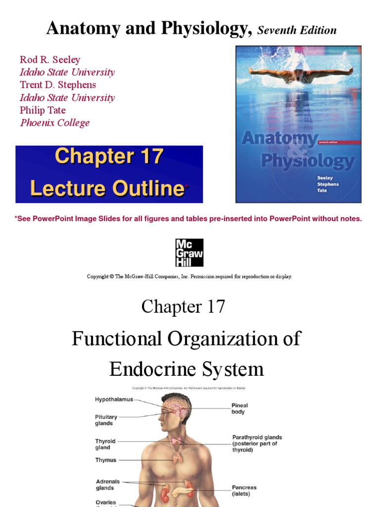 Anatomy and Physiology,: Lecture Outline | PDF | Luteinizing Hormone ...