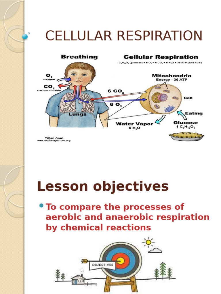 Cellular Respiration | PDF | Cellular Respiration | Metabolism