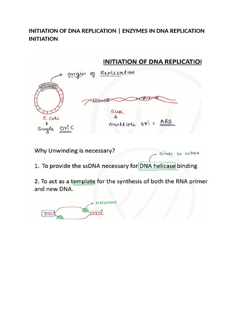 3-Initiation of Dna Replication Enzymes in Dna Replication Initiation | PDF