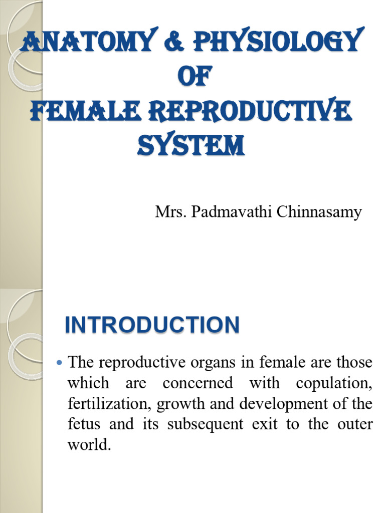 Female Reproductive System Anatomy | PDF | Vagina | Uterus