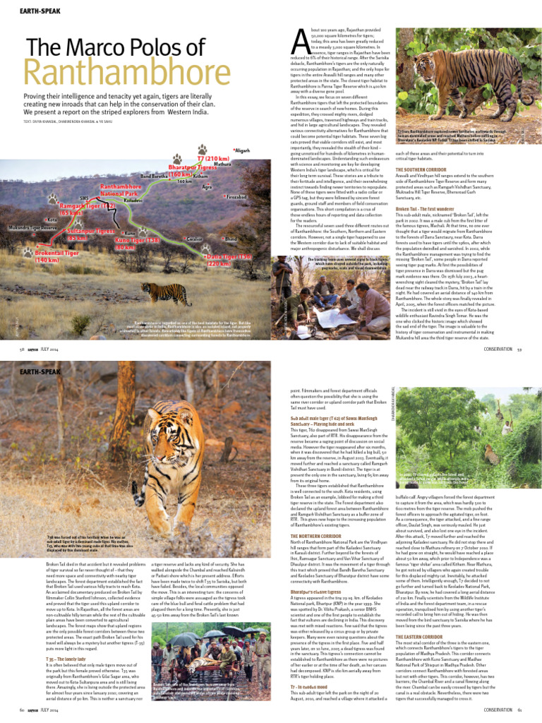 Tiger Migration | PDF | Tiger | Panthera