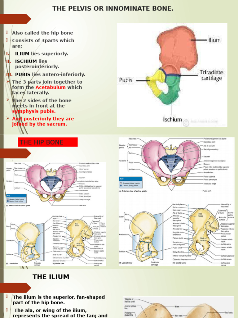 Anatomy of the Pelvis and Femur | PDF | Hip | Pelvis