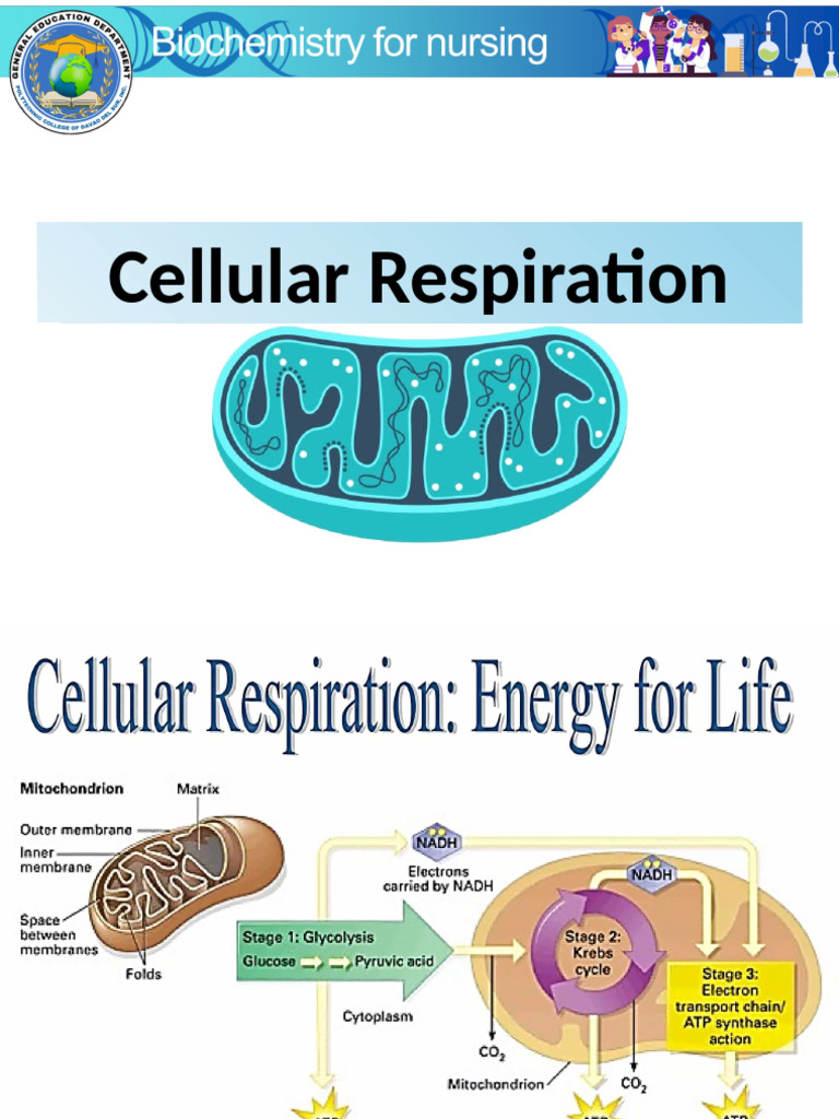 Biochemistry Cellular Respiration | PDF