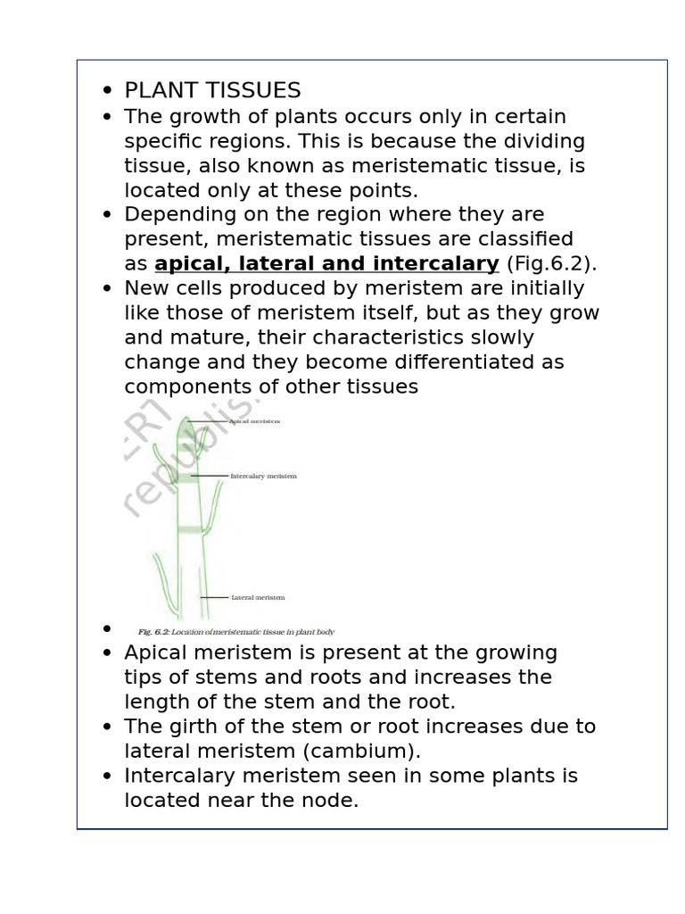 Plant and Animal Tissue Types Explained | PDF | Epithelium | Tissue ...