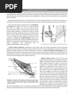 Anatomía del Conducto Inguinal | PDF | Abdomen | Anatomía humana