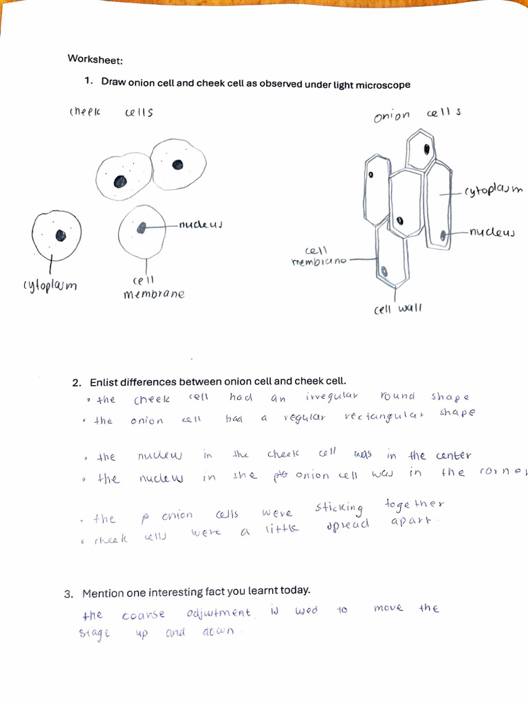 Week 1 Practical Human Biology Onion and Cheek Cells W.S | PDF