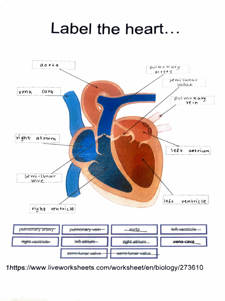 heart label week 9 bio | PDF