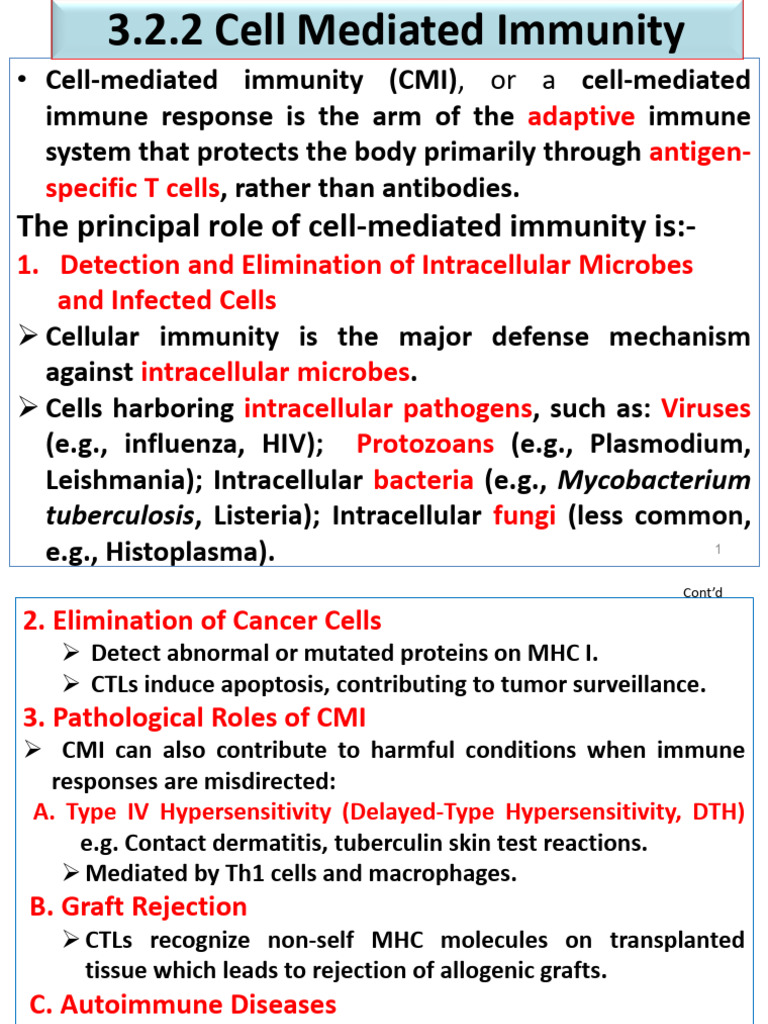 Understanding Cell-Mediated Immunity | PDF | Cytotoxic T Cell | T ...