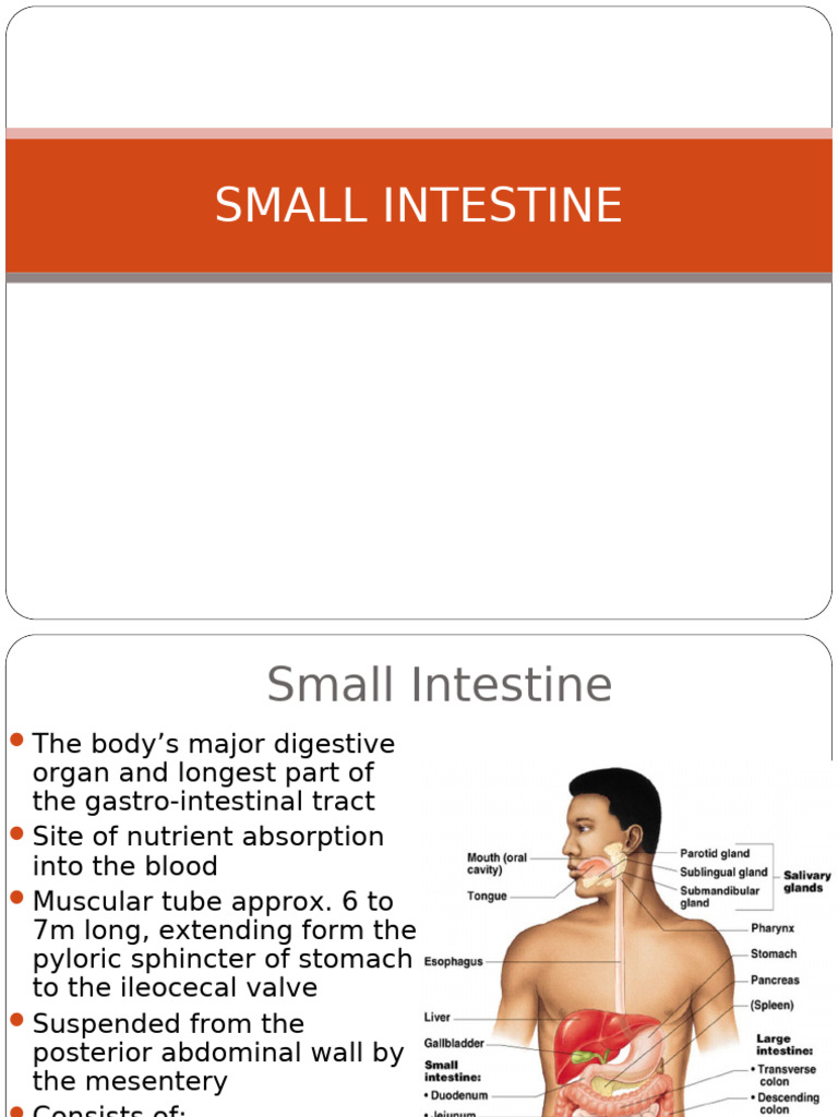 Small Intestine | PDF | Small Intestine | Digestive System