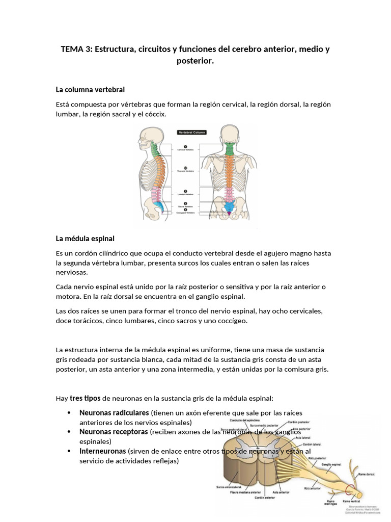 TEMA 3 | PDF | Médula espinal | Neurona motora
