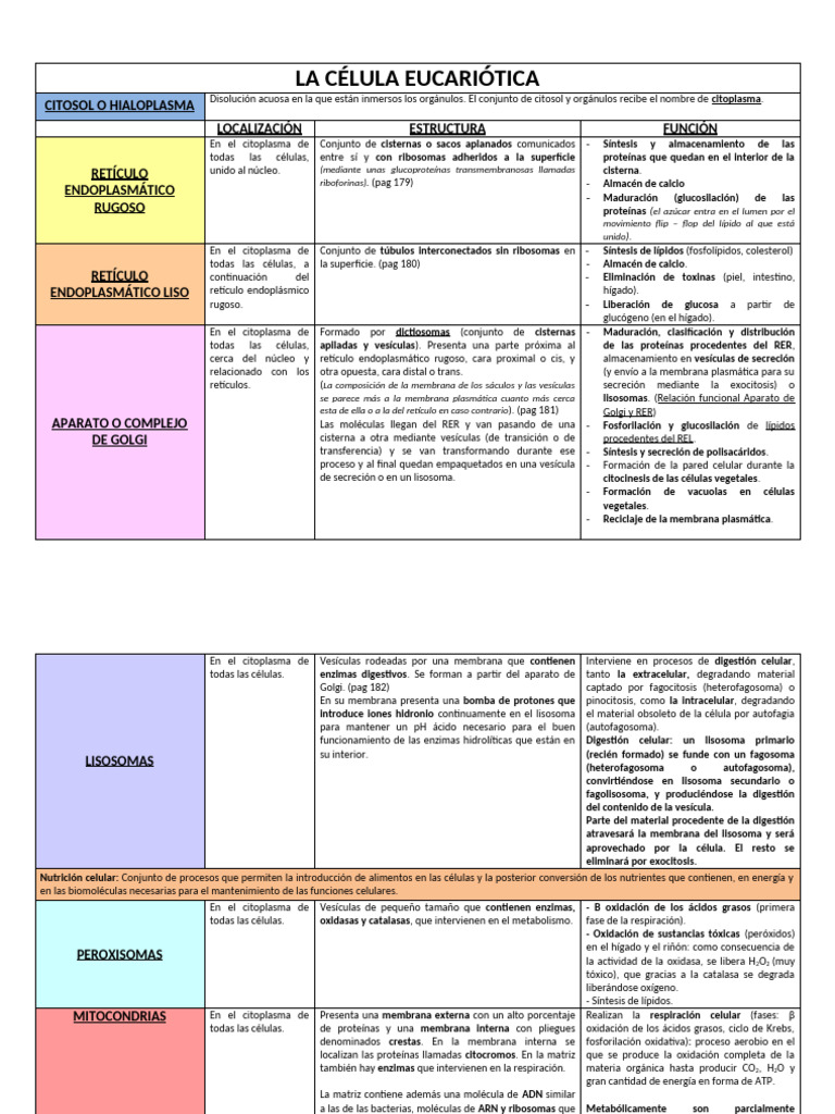 LA CÉLULA EUCARIÓTICA | PDF | Citoplasma | Lisosoma
