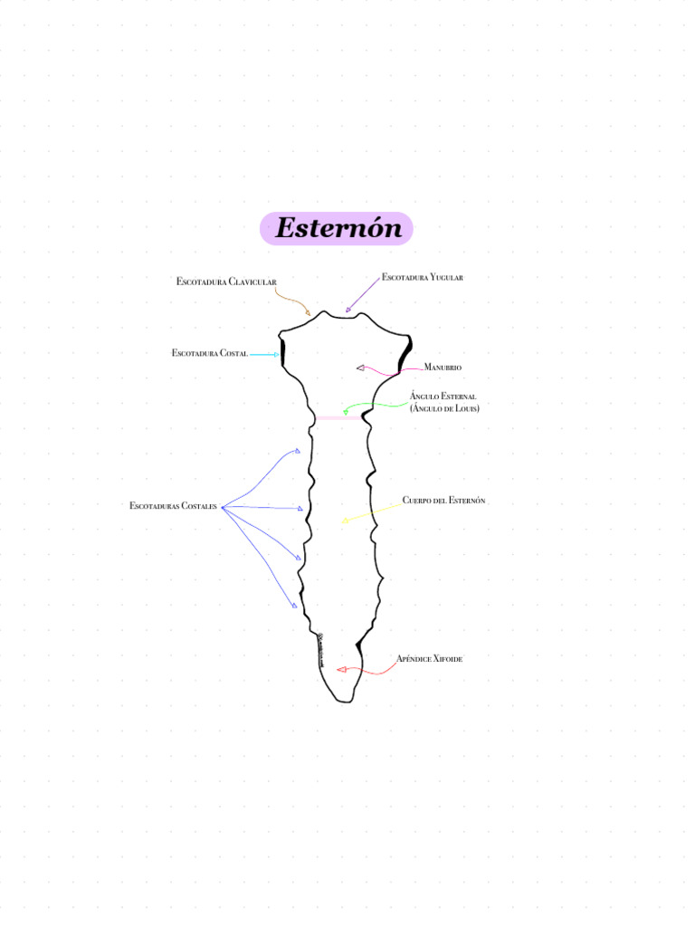 Anatomía del Esternón y sus Escotaduras | PDF