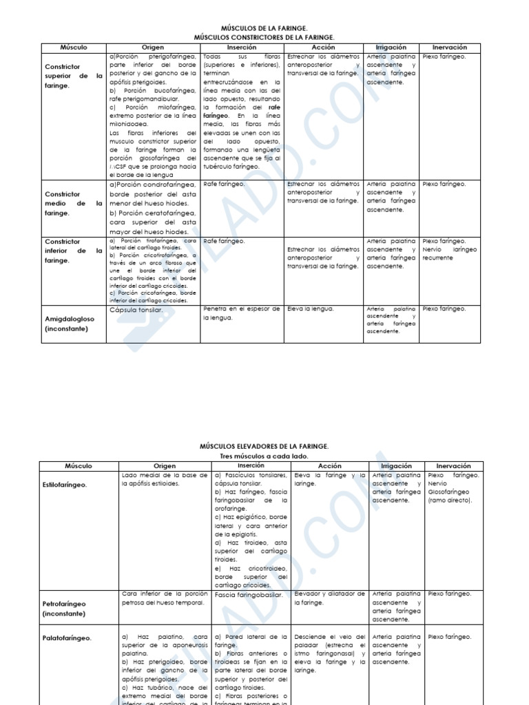 CUADROS Musculos de La Faringe | PDF | Laringe | Anatomía humana