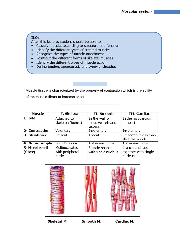 4- Muscles (Handout) | PDF | Skeletal Muscle | Soft Tissue