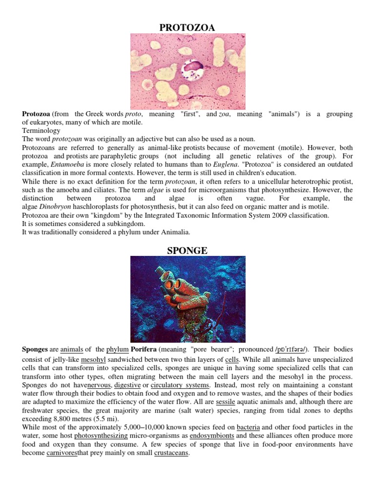 Protozoa: Protozoa (From The Greek Words Proto, Meaning "First", and ...