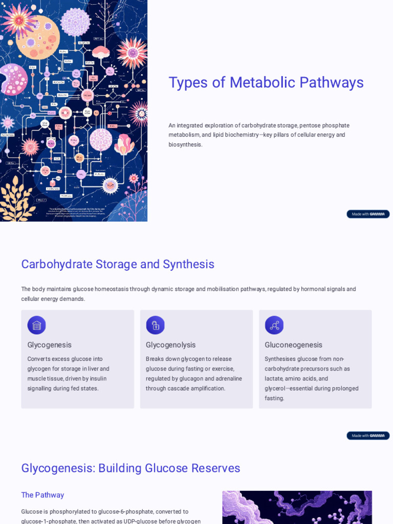 L4 - Types-of-Metabolic-Pathways | PDF | Glycogen | Metabolism