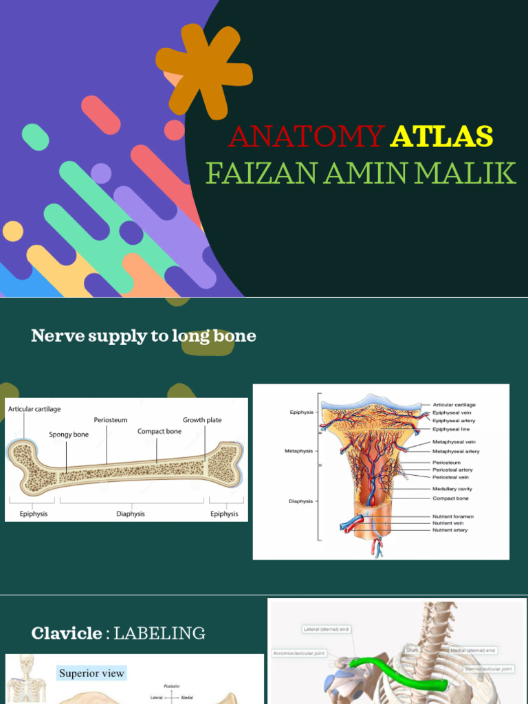ANATOMY ATLAS | PDF